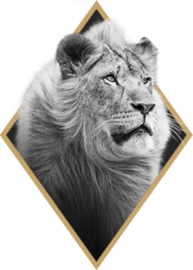 Safari Lodges | West Midlands Safari Park - Lion Lodge