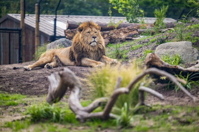 Safari Lodges | West Midlands Safari Park - Lion Lodge