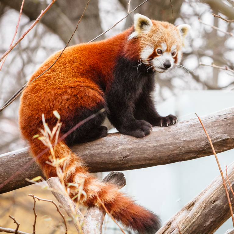 Safari Lodges | West Midland Safari Park - Red Panda Cottage