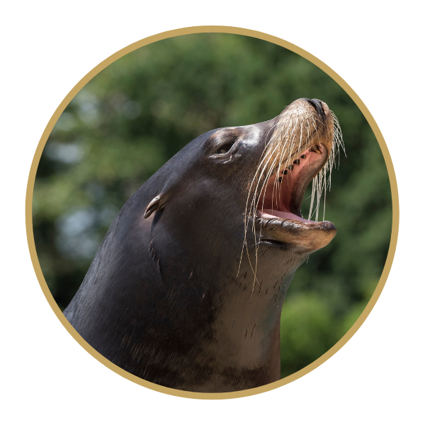 Safari Lodges - VIP Experiences - Enhance Your Stay